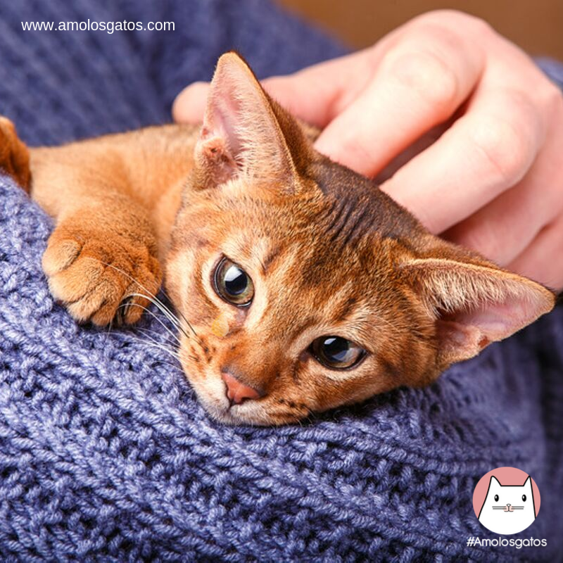 5 razones del por qué le lloran los ojos a mi gato - Amo los Gatos Amo ...