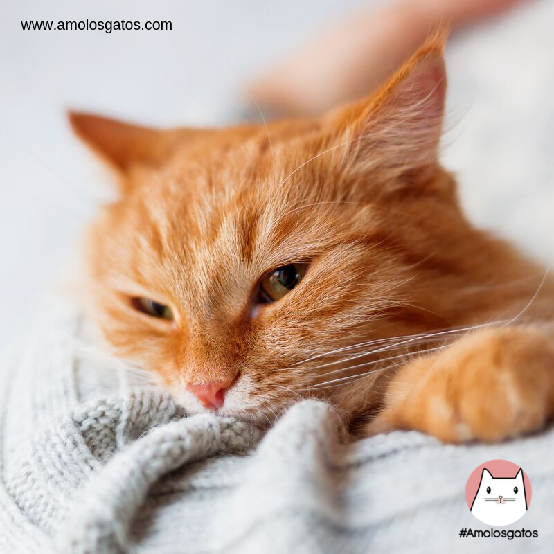 5 razones del por qué le lloran los ojos a mi gato - Amo los Gatos Amo ...