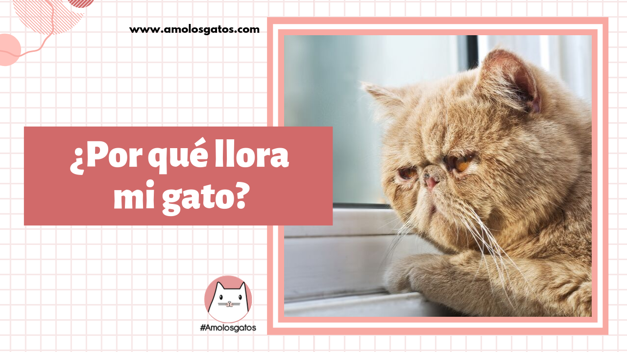 5 razones del por qué le lloran los ojos a mi gato - Amo los Gatos Amo ...