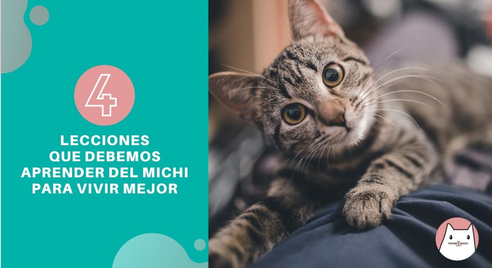 4 Lecciones que debemos aprender del michi para vivir mejor - Amo los Gatos