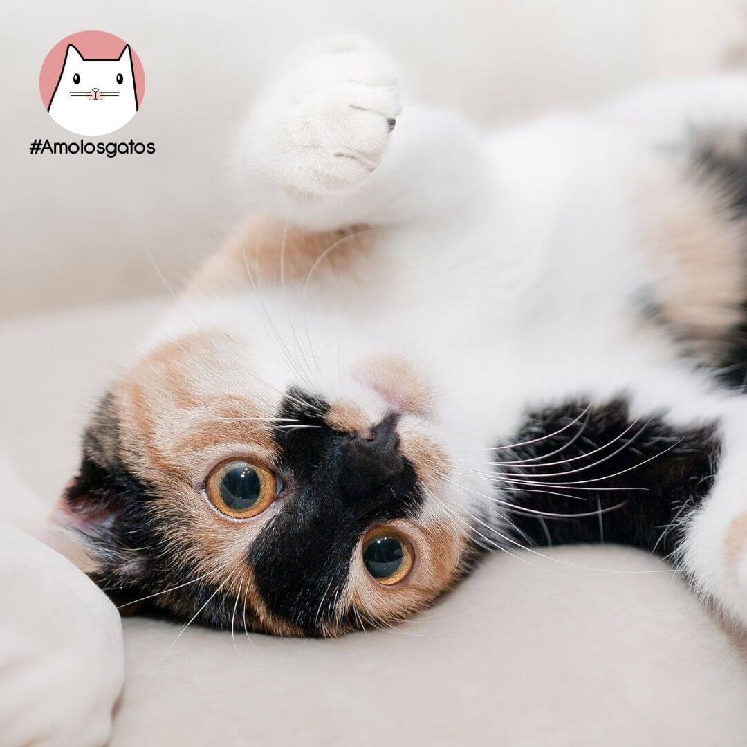 ¿Sabías que el Ronroneo del gato mejora la salud humana? - Amo los Gatos