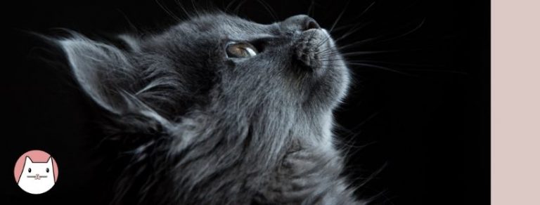 Hermosa leyenda sobre el ronroneo de los gatos - Amo los Gatos